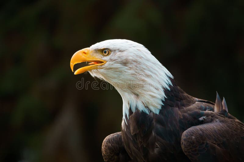 Shallow Focus Shot of a Bald Eagle Stock Photo - Image of white ...