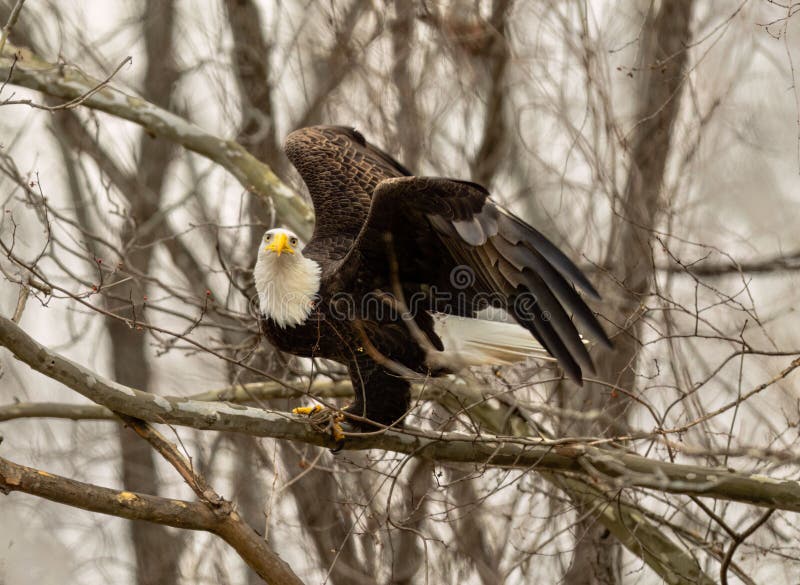 352 Bald Eagle Open Wings Stock Photos - Free & Royalty-Free Stock ...