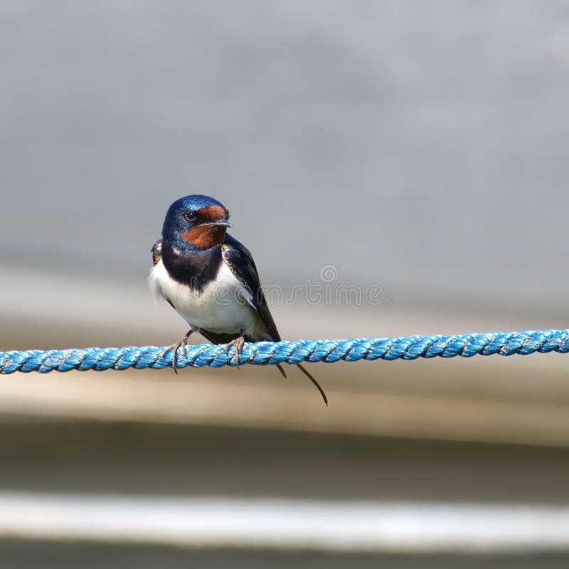 Shallow Focus Shot of a Barn Swallow Bird Perched on Rope with Blur ...