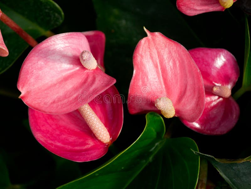 Shallow Focus Shot Beautiful Pink Laceleaf Flower Stock Photos - Free ...