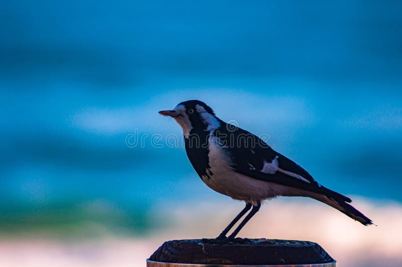 Shallow Focus Shot of a Beautiful Small Bird with a Blurry Blue Nature ...