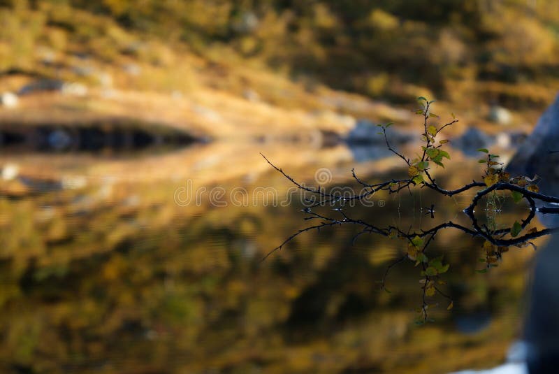 Shallow Focus Shot of a Branch and Its Reflection Hanging Above the ...