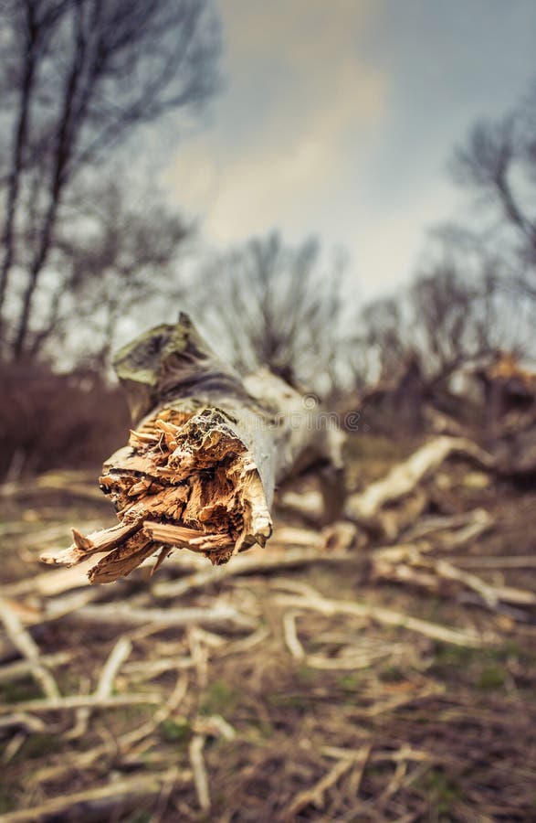 Branch fallen in the beach stock image. Image of tree - 115188351