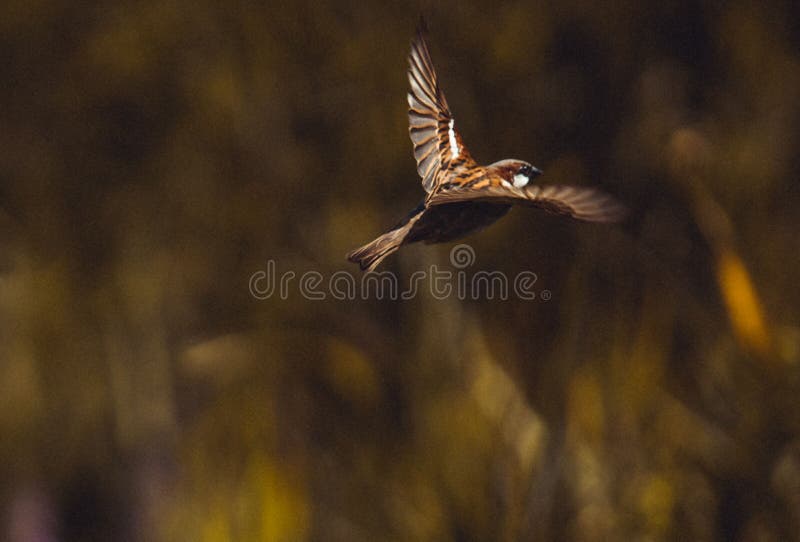 Shallow Focus Shot of a Brown Bird Flying in the Air Stock Photo ...