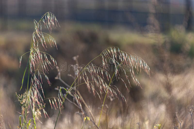 Shallow Focus Shot of Cheatgrass Plant in the Field Stock Photo - Image ...