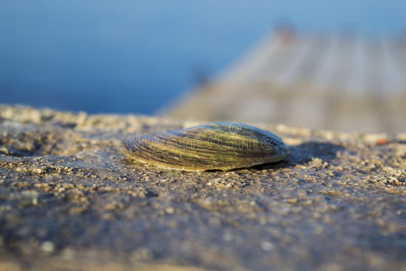 Shallow Focus Shot of a Shell on a Ledge Stock Image - Image of grains ...