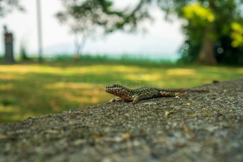 Shallow Focus Shot of a Cute Common Wall Lizard Camouflaged on a Rock ...