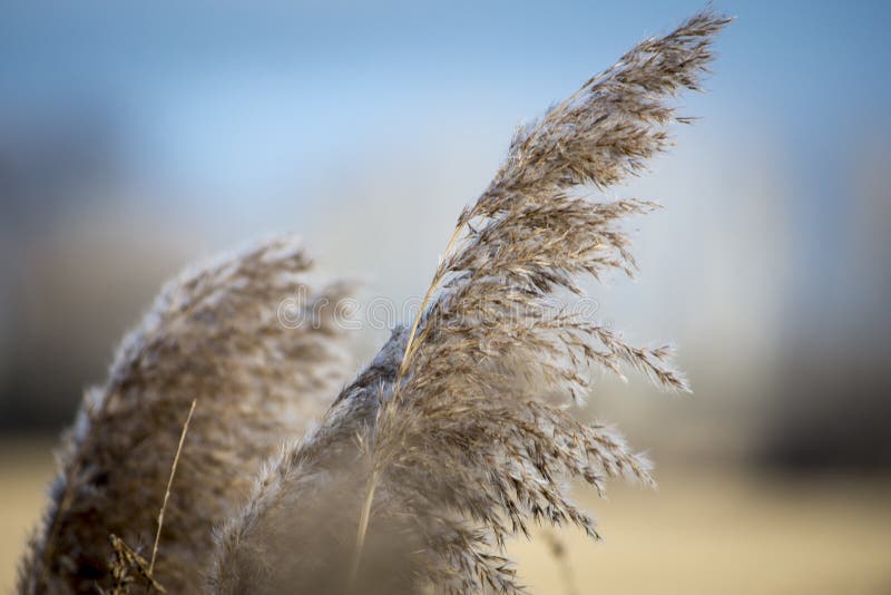 Shallow Focus Shot of a Dry Common Reed Stock Image - Image of ...