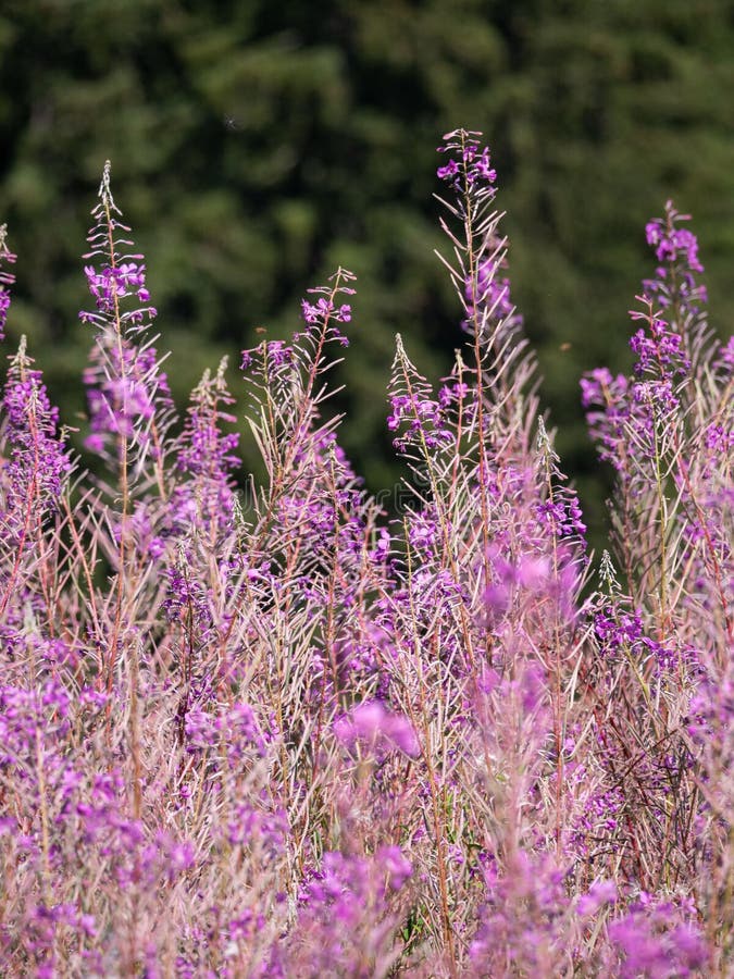 Shallow Focus Shot of Fields of Fireweed Purple Flowers with Blur ...
