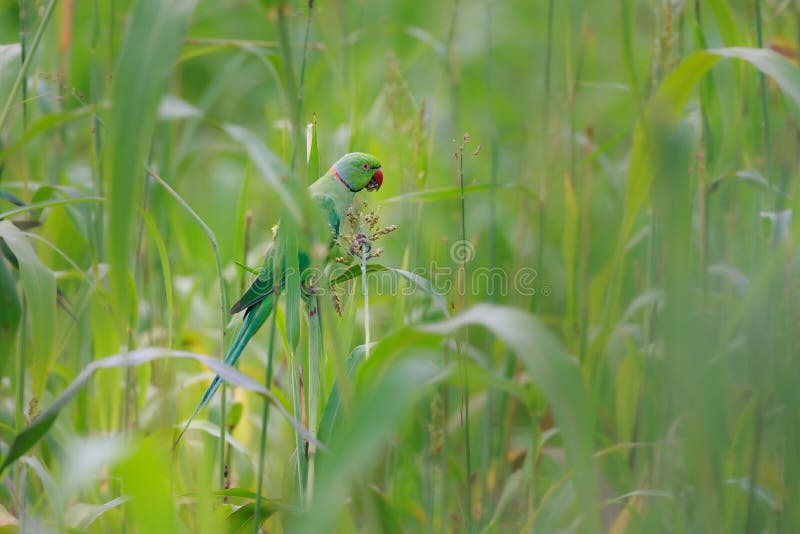 Shallow Focus Shot of a Green Parrot in a Corn Field in Daylight Stock ...