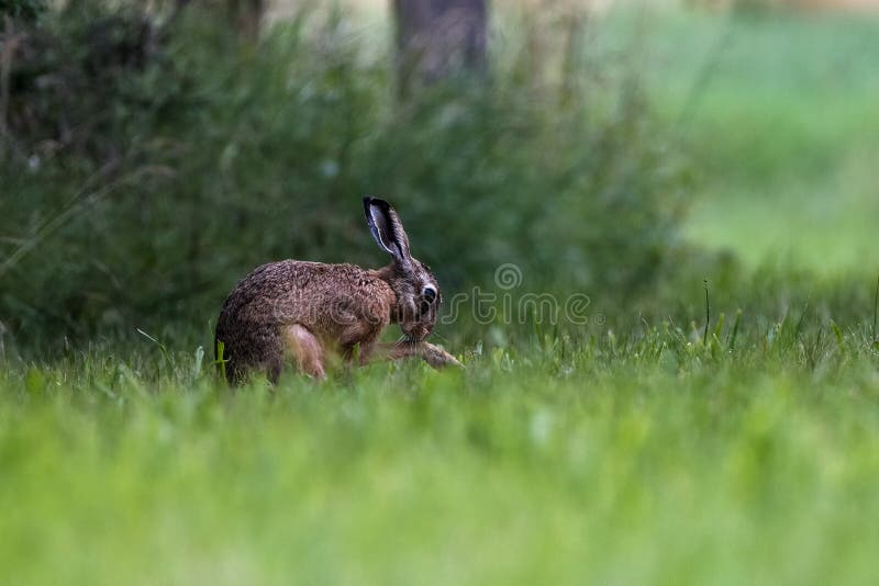 Shallow Focus Shot of a Hare on a Green Meadow Stock Image - Image of ...