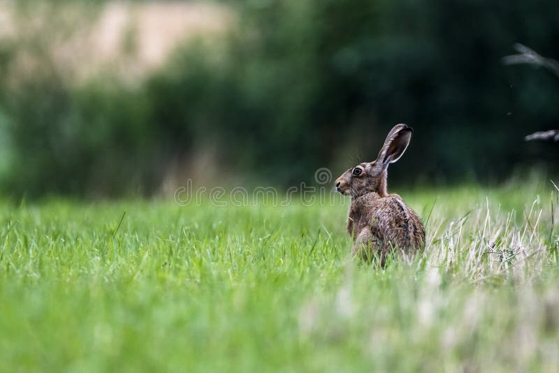 Shallow Focus Shot of a Hare Sitting on the Green Grass Stock Photo ...