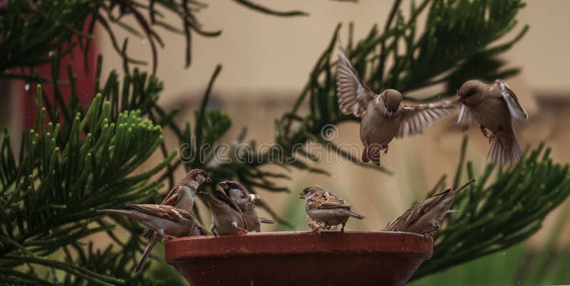 Shallow Focus Shot of House Sparrows Feeding in a Garden Stock Image ...