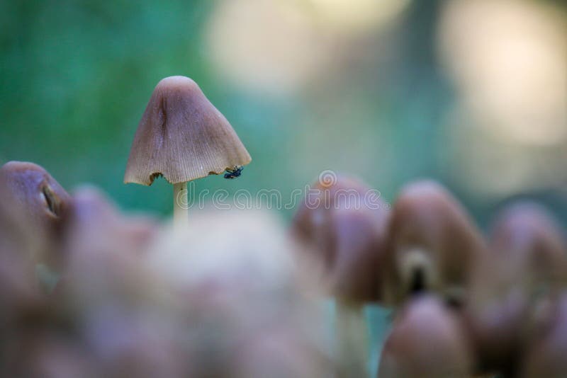 Shallow Focus Shot of an Inky Cap Mushroom in a Field during Daytime ...