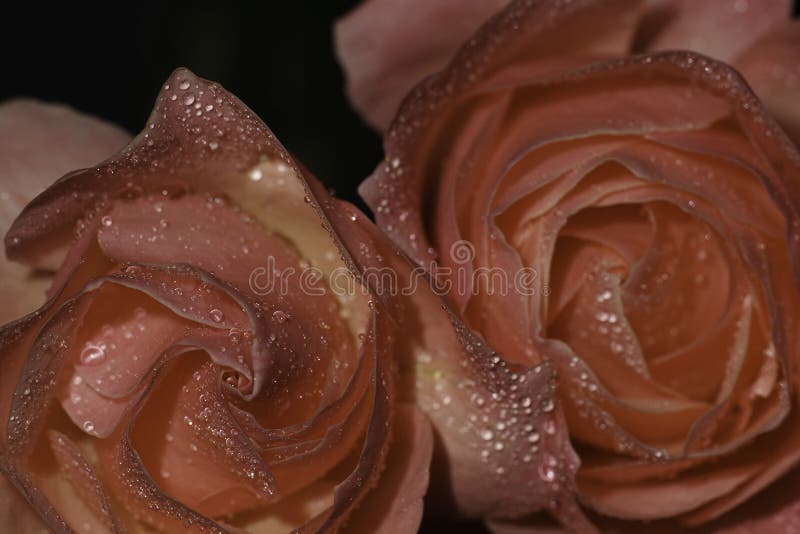 Shallow Focus Shot of Pink Dewy Roses Stock Image - Image of flower ...