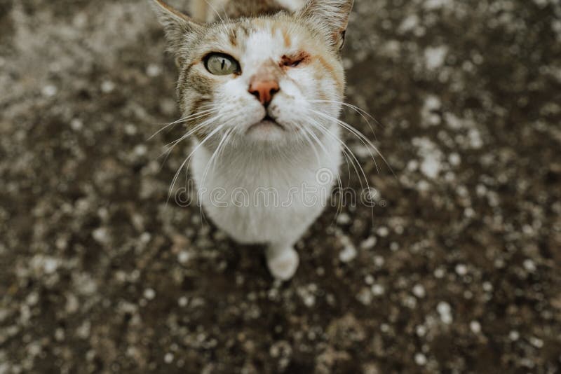 Shallow Focus Shot of a Poor Stray Cat with a Damaged Eye Stock Image ...