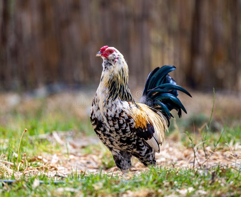Shallow Focus Shot of a Rooster Stock Photo - Image of wing, animal ...