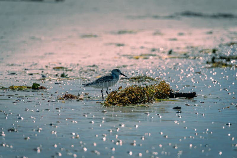 Shallow Focus Shot of a Sanderling Bird on a Shoreline Stock Photo ...