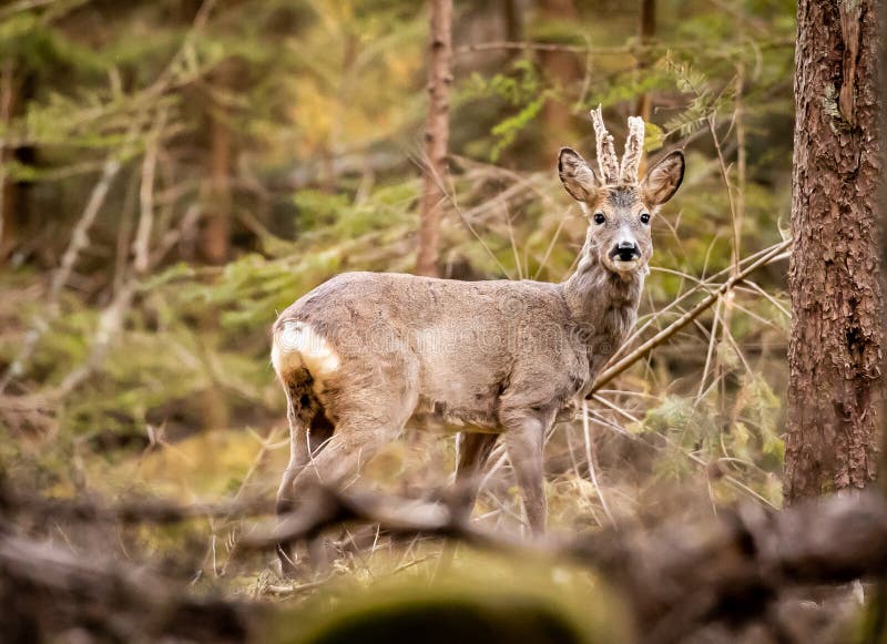 Scared Deer Ready To Run Away In Ibiza National Park In Argentina Stock ...