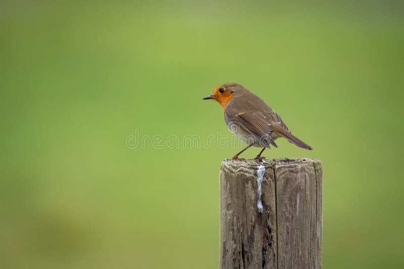 Shallow Focus Shot of a Small Robin Bird Standing on the Cutten Tree ...