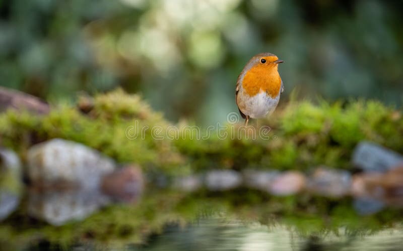 Shallow Focus Shot of a Small Robin Standing on the Moss Near the Pond ...