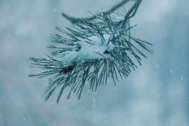 Shallow Focus Shot of Snow on the Needles of a Pine Tree during Winter ...