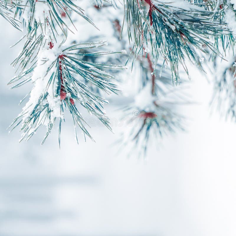 Shallow Focus Shot of Snow on the Needles of a Pine Tree during Winter ...