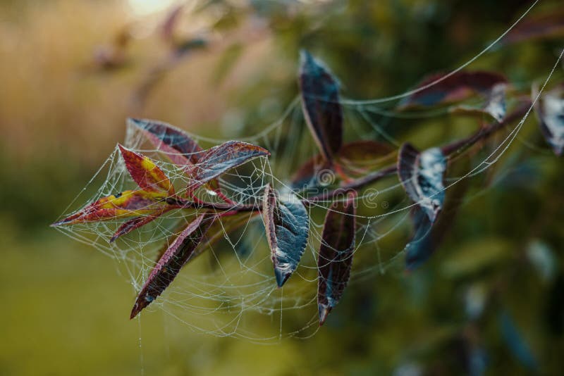 Shallow Focus Shot of a Spider Web on a Tree Branch Stock Image - Image ...