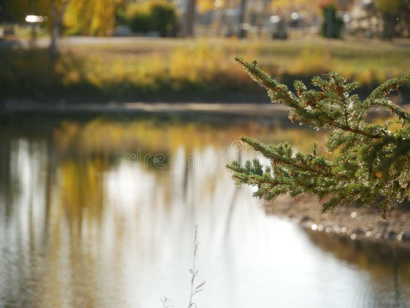 Shallow Focus Shot of Spruce Tree with Blur Pond in the Background ...