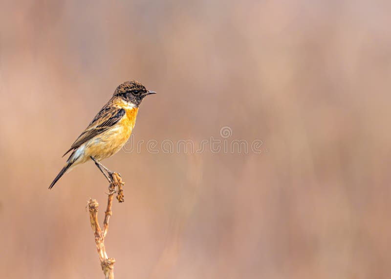Shallow Focus Shot of a Stone Chat Bird on a Twig Stock Photo - Image ...