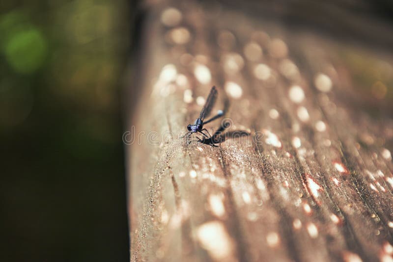 Shallow Focus Shot of Tiny Dragonfly on Wooden Surface Stock Photo - Image of cute, bokeh: 260003930