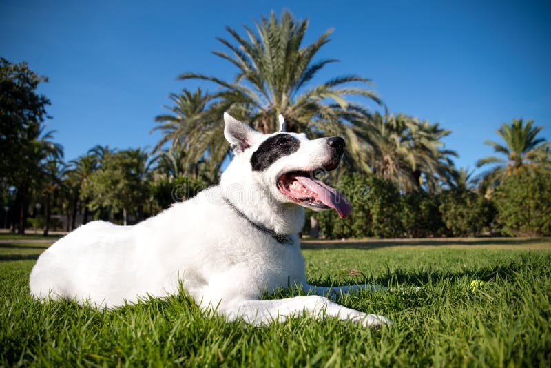 Shallow Focus Shot of a White Swiss Shepherd Mixed with English Pointer ...