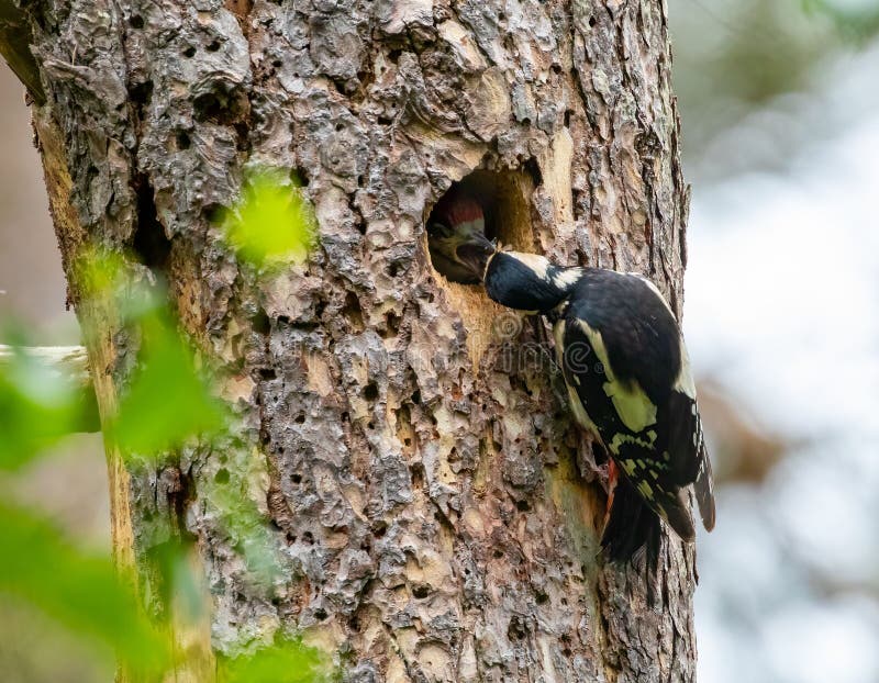 Shallow Focus Shot of a Woodpecker Bird Feeding Her Chick on a Nest ...
