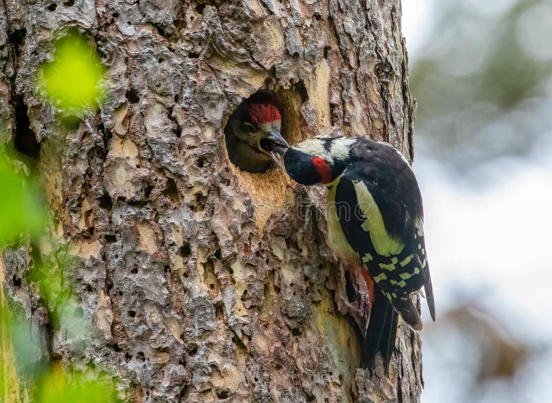 Shallow Focus Shot of a Woodpecker Bird Feeding Her Chick on a Nest ...