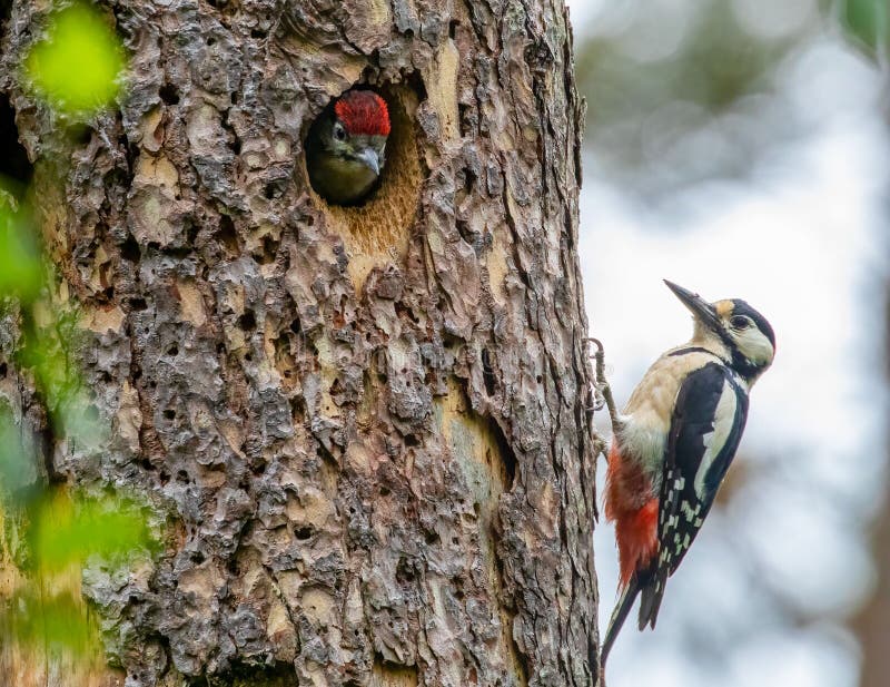 Shallow Focus Shot of a Woodpecker Bird with Her Chick on a Nest Inside ...