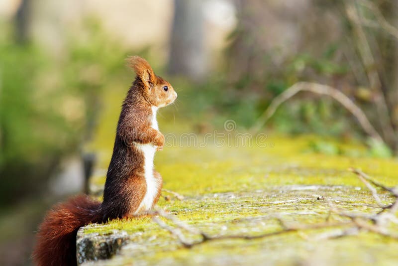 Shallow Focus Side Profile Closeup Shot of a Squirrel Standing on the ...