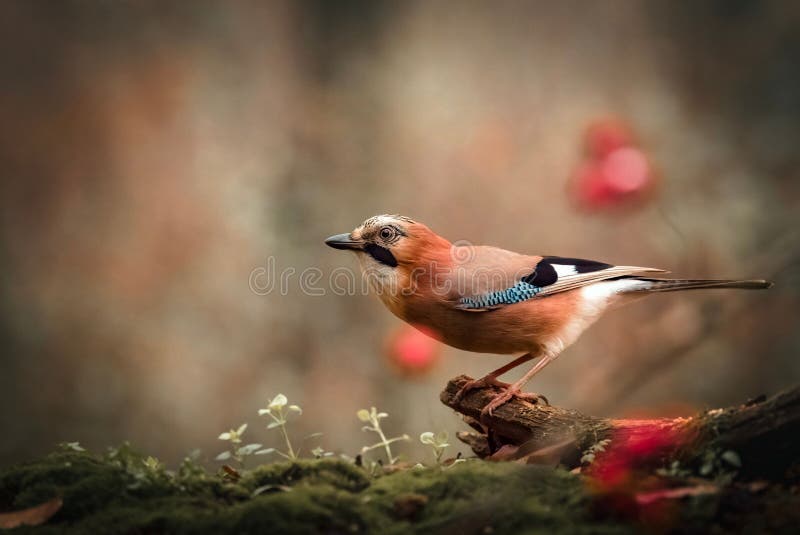 Shallow Focus Side View of Adorable Eurasian Jay Perched on Tree Branch ...