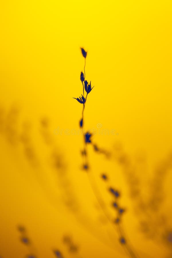 Shallow Focus of a Single Wild Plant Silhouette in Yellow Light Stock ...