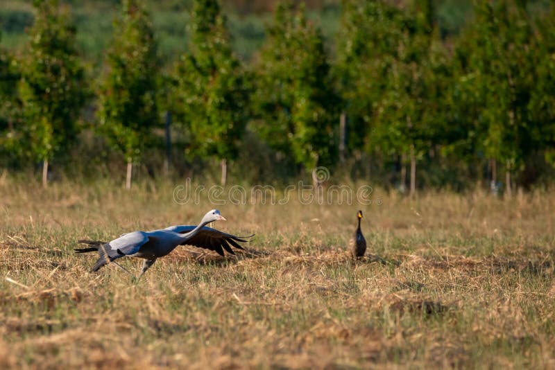 Shallow Focus of Three Blue Crane Birds Flying Over a Dry Field Stock ...