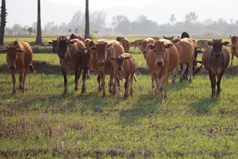 Shallow of Focus to Cows. stock photo. Image of focus - 58489850