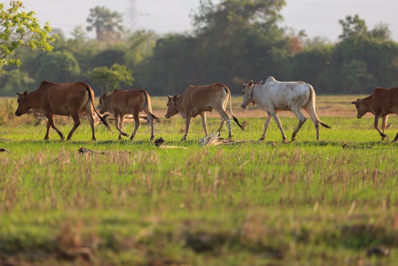 Shallow of Focus to Cows. stock image. Image of cows - 58515817