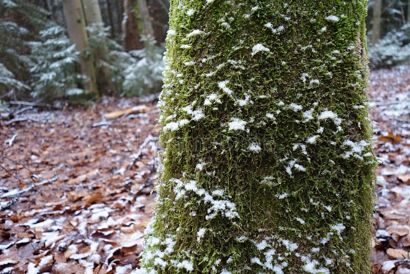Shallow Focus of a Tree Covered by Moss and Snowflake Stock Image ...