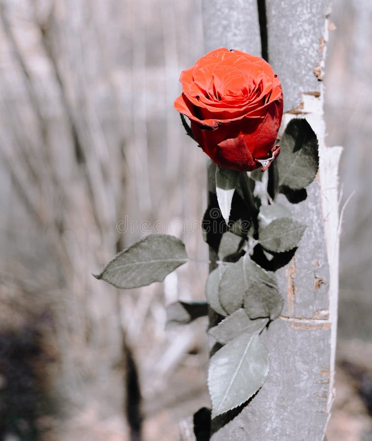 Shallow Focus of a Vibrant Red Rose on the Tree Trunk Stock Image ...