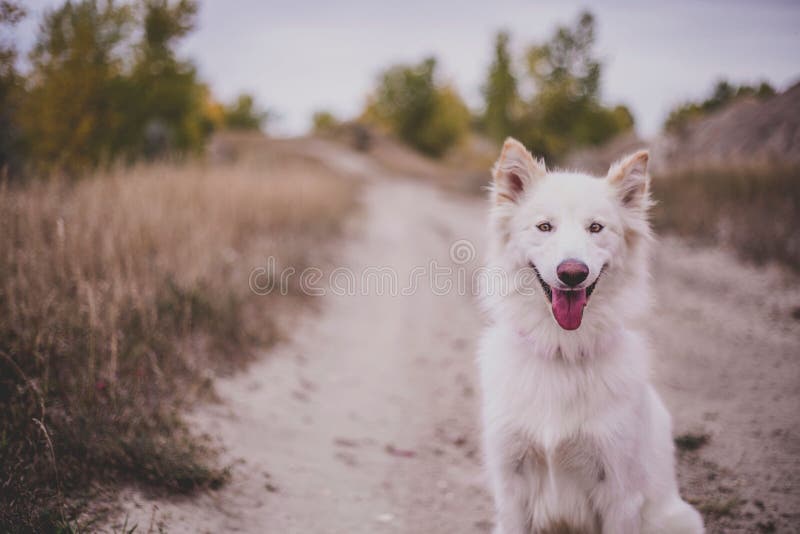 Shallow Focus of White Swiss Shepherd Dog Standing in a Road Stock ...