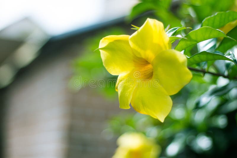 Shallow Focus of Yellow Allamanda Cathartica Flower with Blur ...