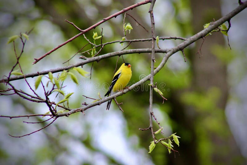 Shallow Focus of a Yellow Canary on a Tree Stock Image - Image of ...