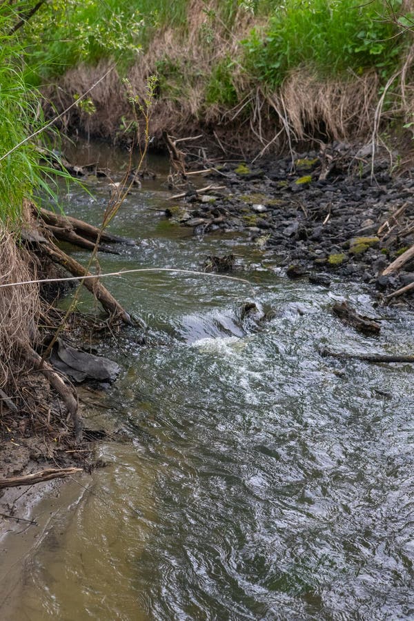 A Shallow Forest River with a Wild View. Forest Small River Wild ...