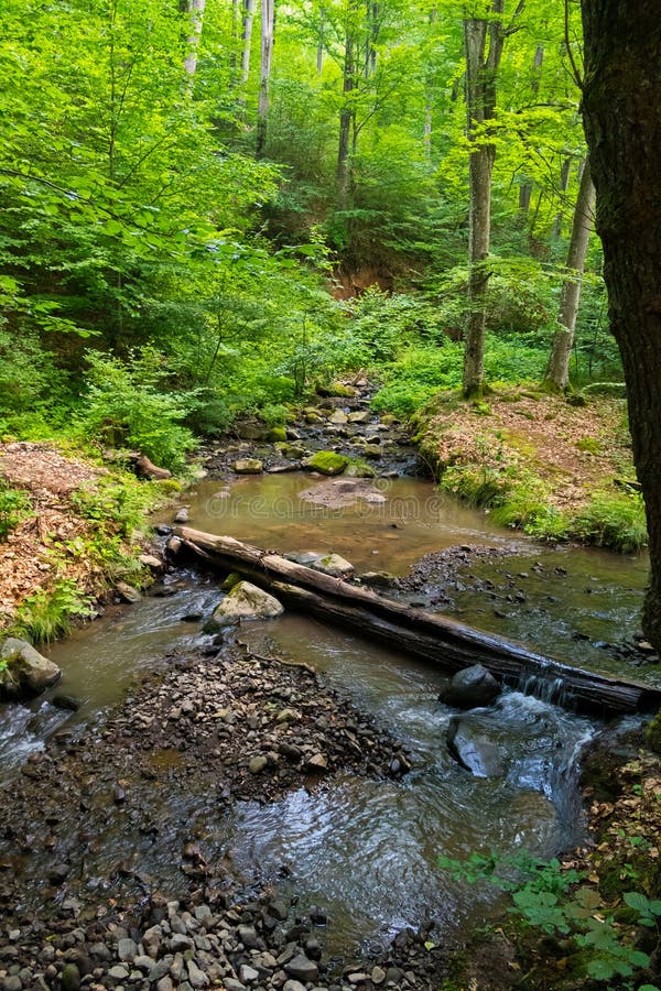 A Shallow Forest Source with Stones and a Dam in the Form of a Fallen ...
