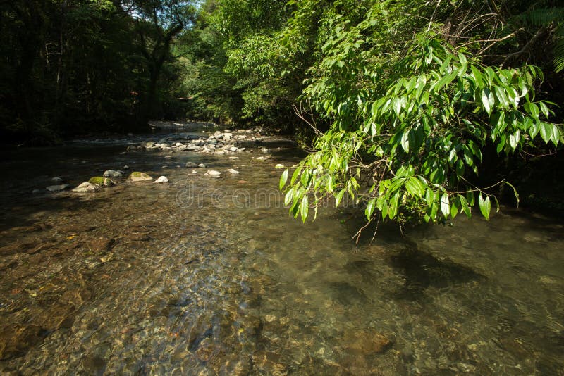 Shallow gentle brook stock photo. Image of native, forest - 168410178 Shallow gentle brook stock photo. Image of native, forest - 168410178