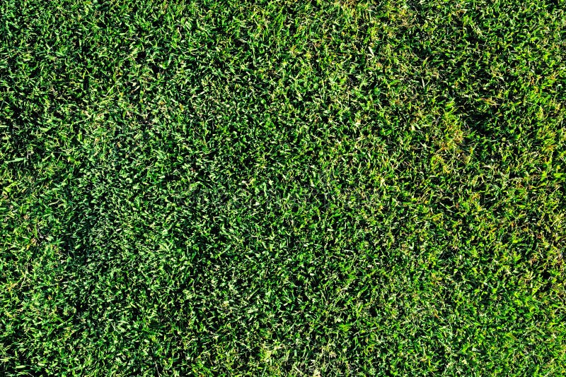 Shallow Green Grass Background Stock Image - Image of leaves, vintage ...